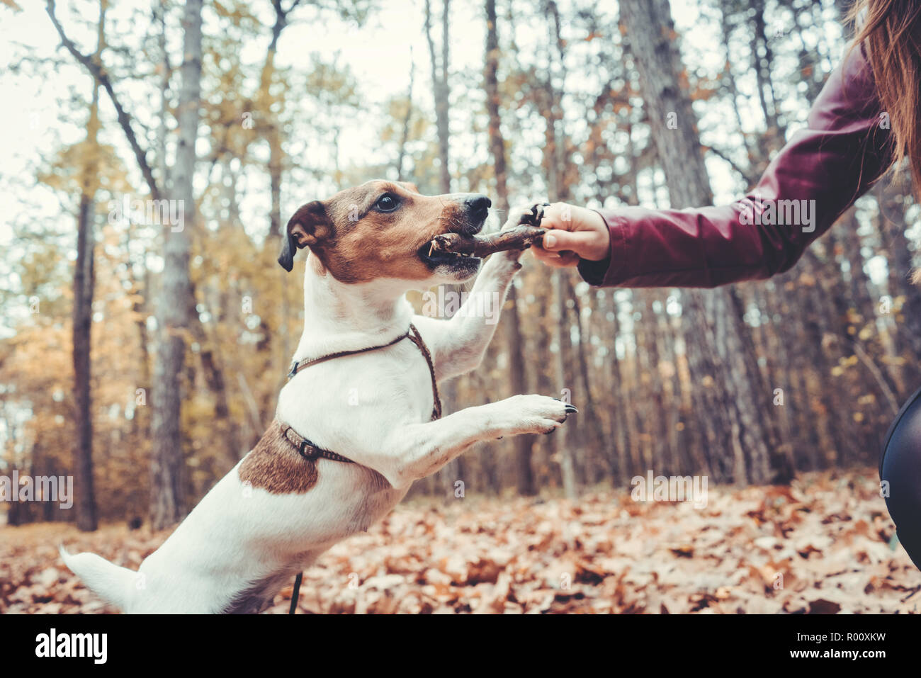 Throwing stick hi-res stock photography and images - Alamy