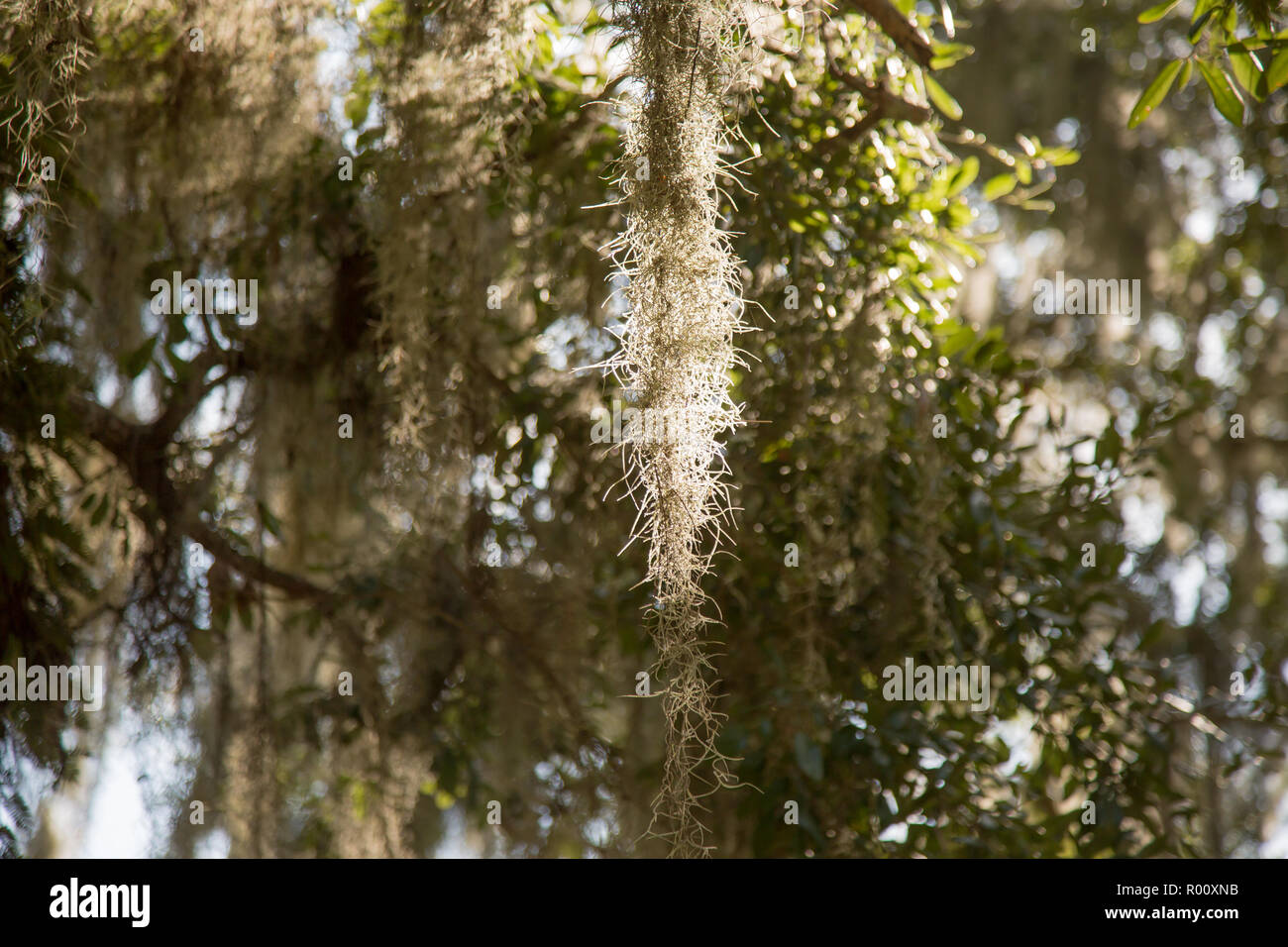 Draping moss hi-res stock photography and images - Alamy