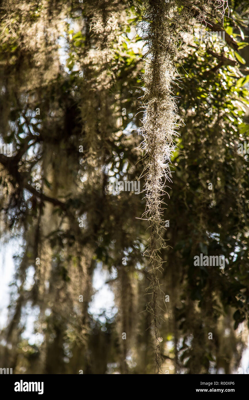 Moss hanging from tree in Jekyll Island Georgia, USA Stock Photo - Alamy