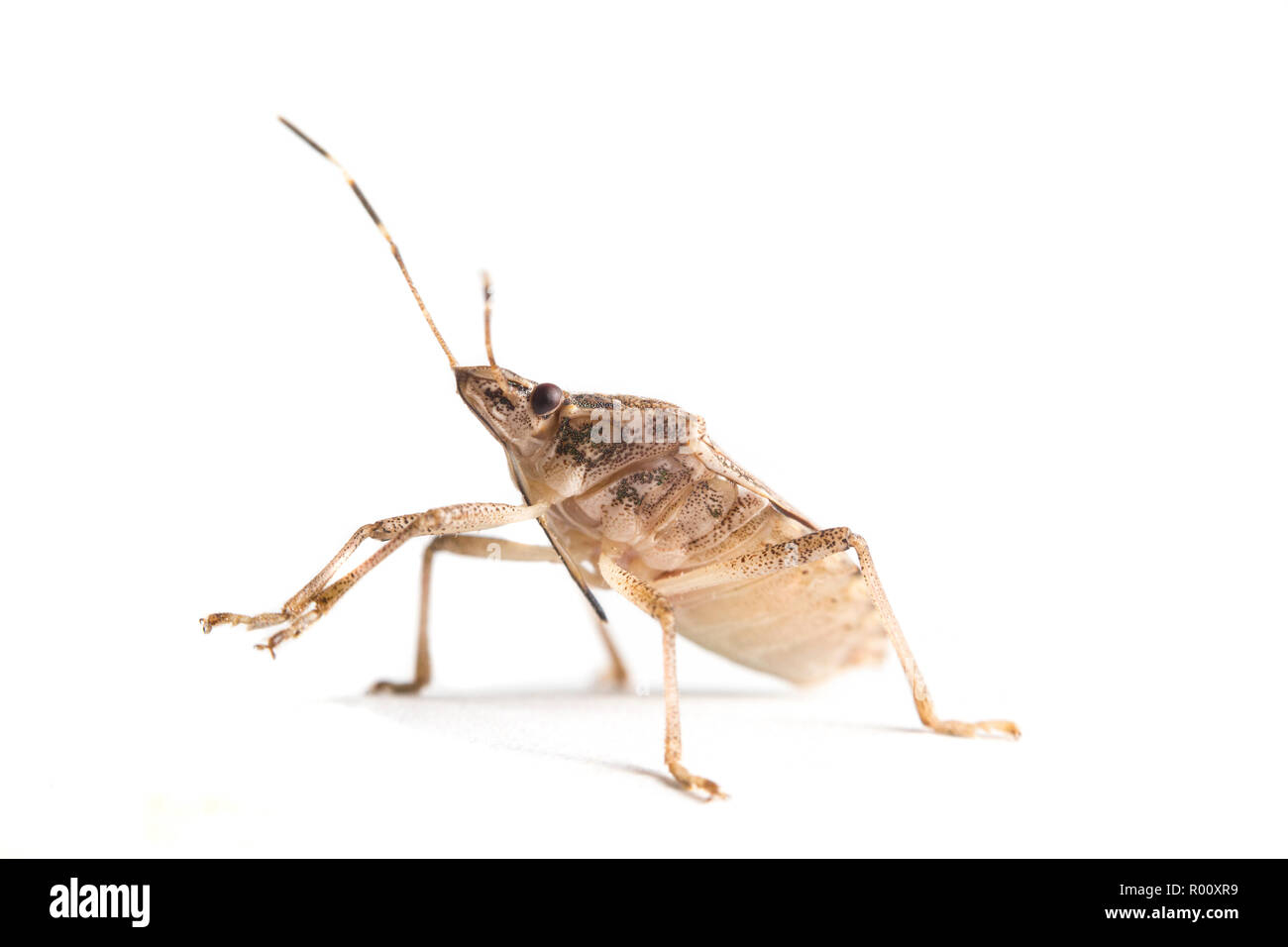 Extreme close up of a living brown marmorated stink bug with raised ...