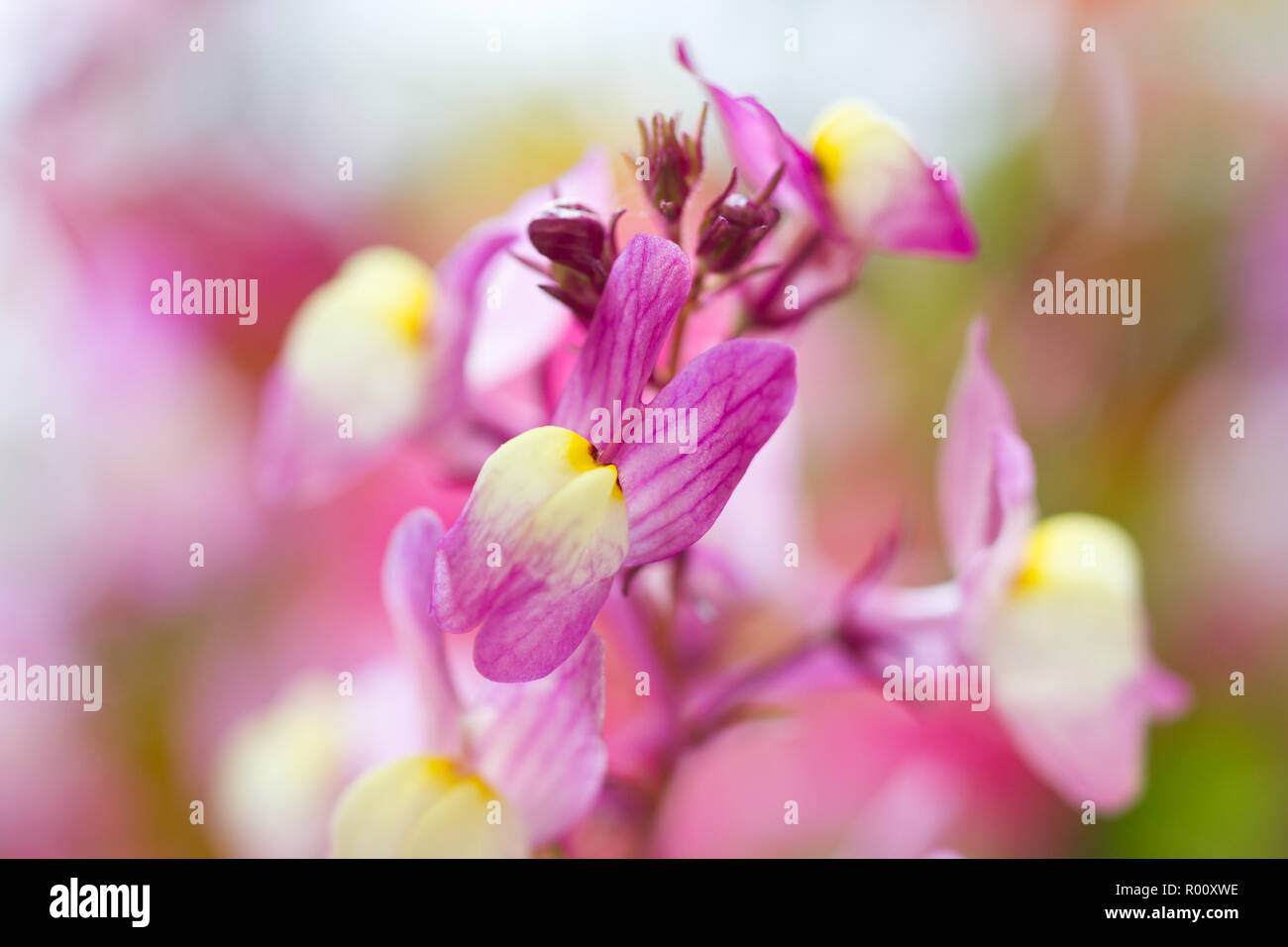 Blossom wonderland hi-res stock photography and images - Alamy