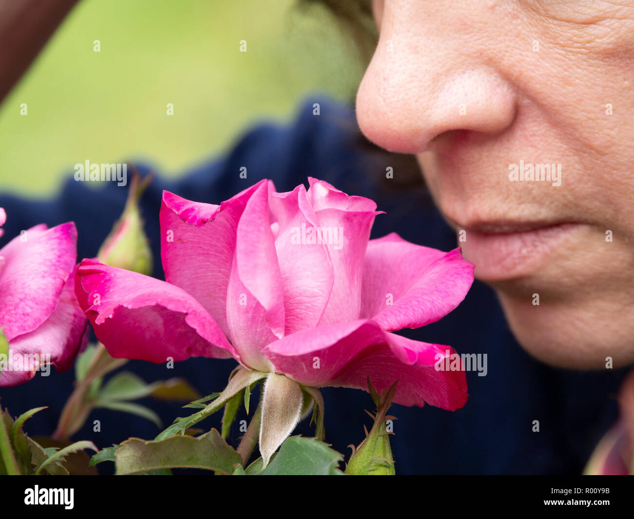 Woman sniffing pink rose Stock Photo - Alamy