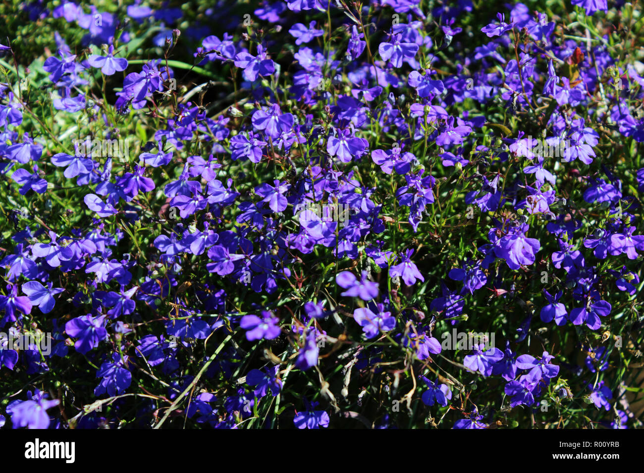 Edging blue lobelia lobelia erinus hi-res stock photography and images ...