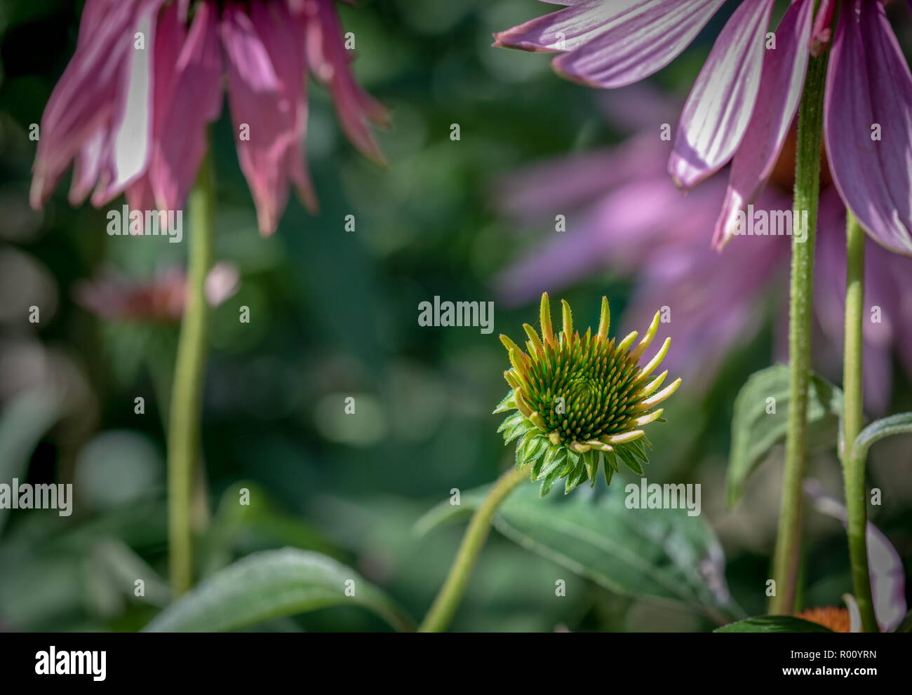 Fine art still life outdoor floral macro of an evolving single isolated ...