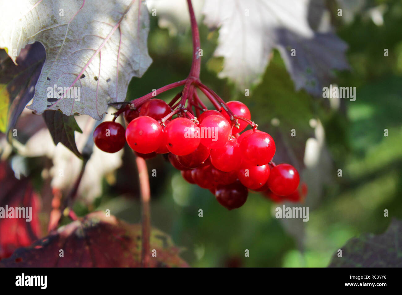 Viburnum shrub, with ripe clusters of viburnum berries. Autumn ...