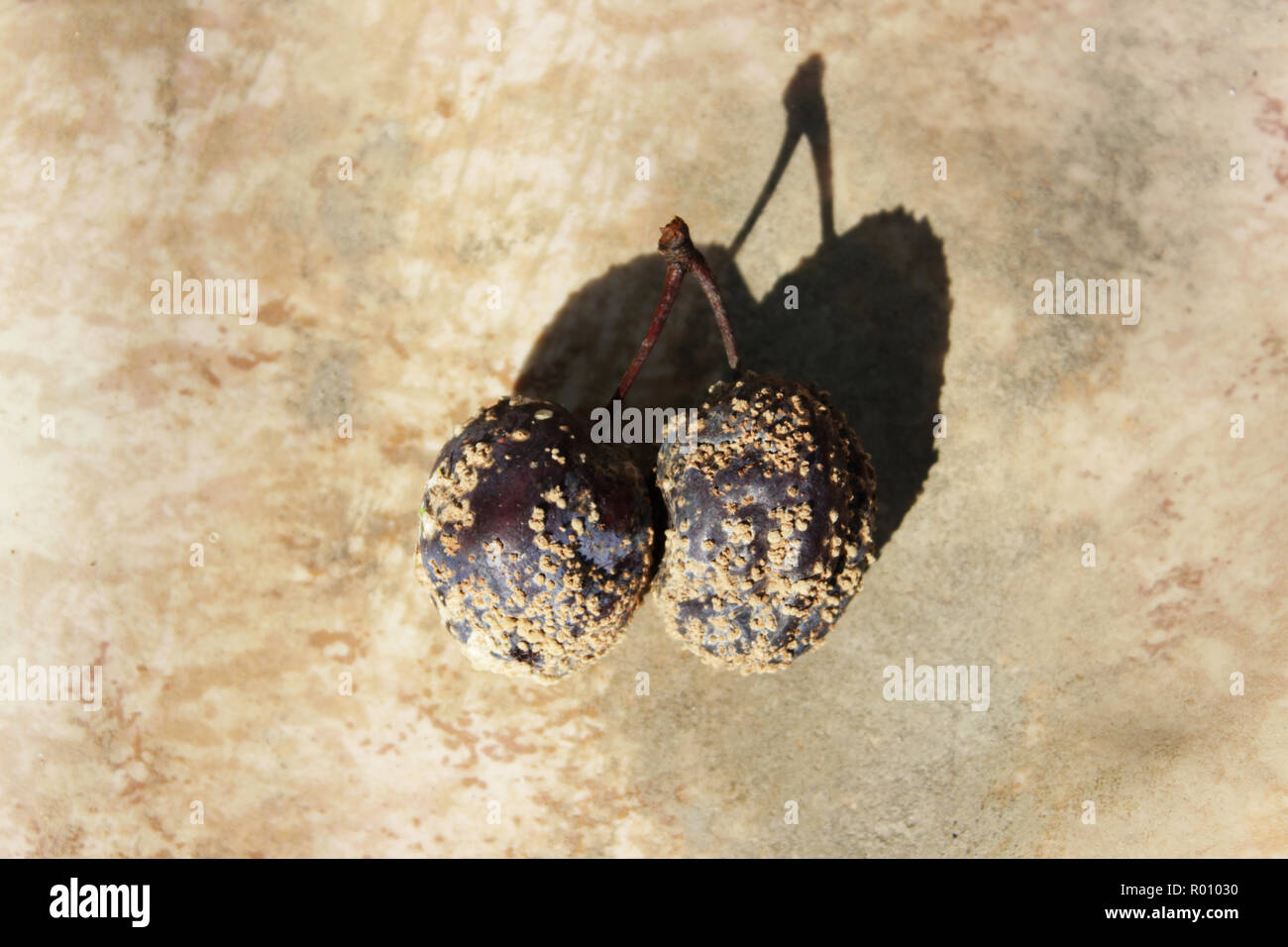Ripe Victoria Plum on tree, infected with Brown Rot fungal disease ...