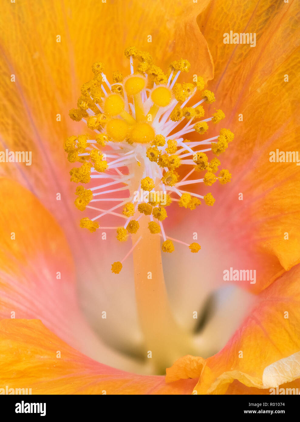 Floral color macro flower image of a the pistil of a single isolated ...