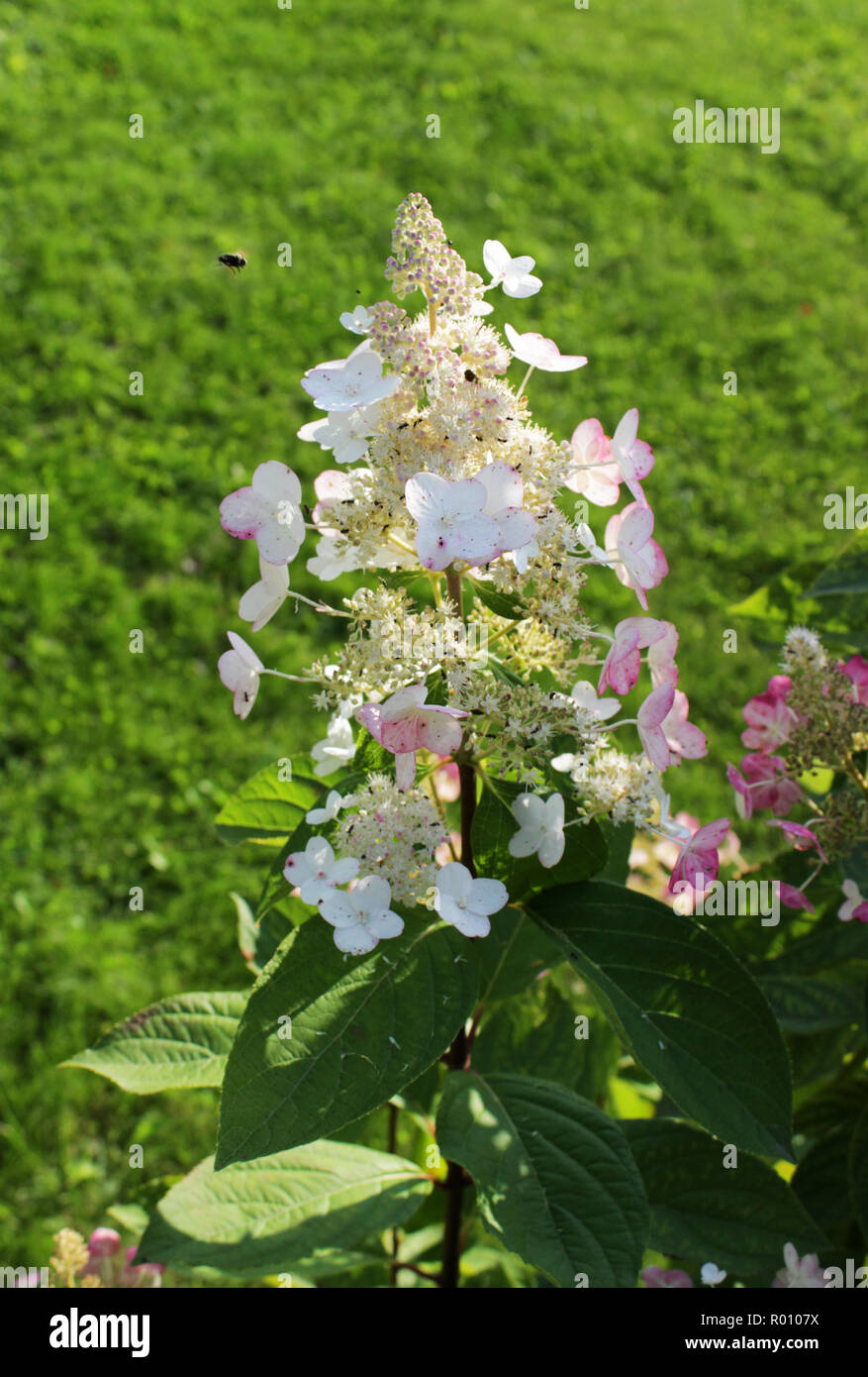 Hydrangea Paniculata High Resolution Stock Photography and Images - Alamy