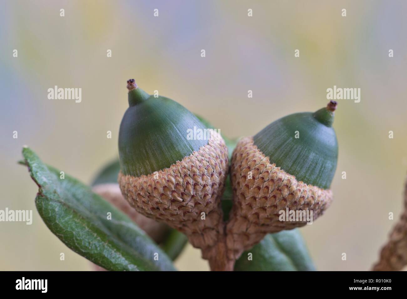 Tree seeds oak hi-res stock photography and images - Alamy
