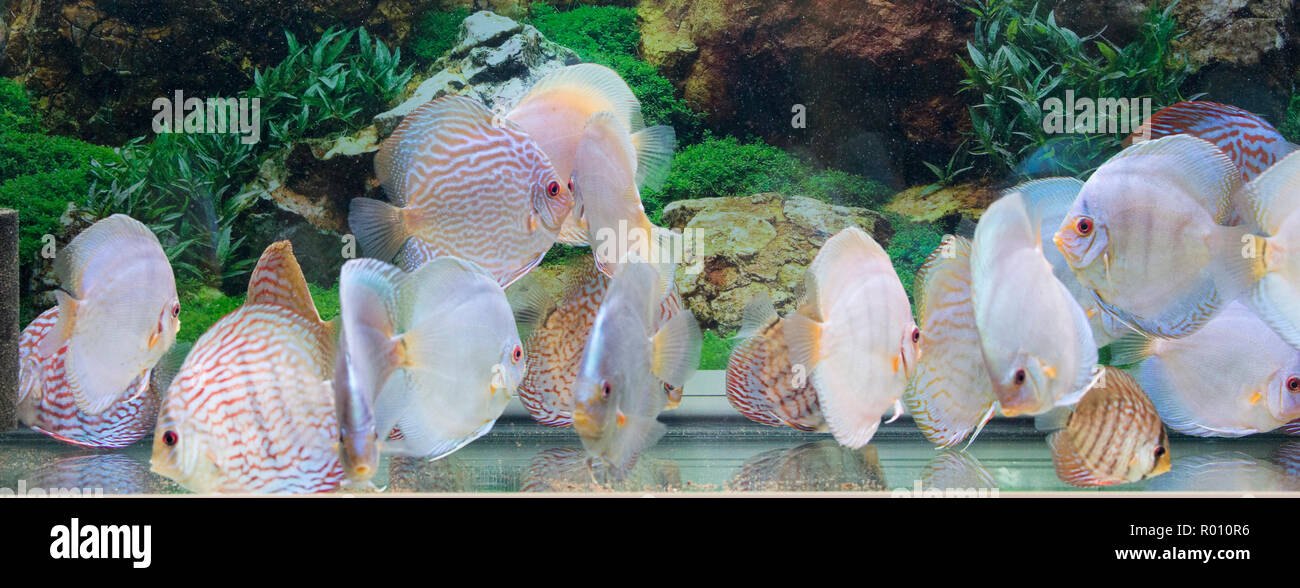 Diskus symphysodon hi-res stock photography and images - Alamy