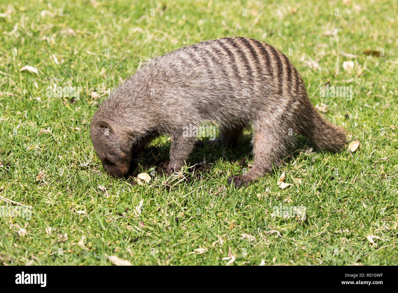Banded mangoose walking in Namibia Stock Photo - Alamy