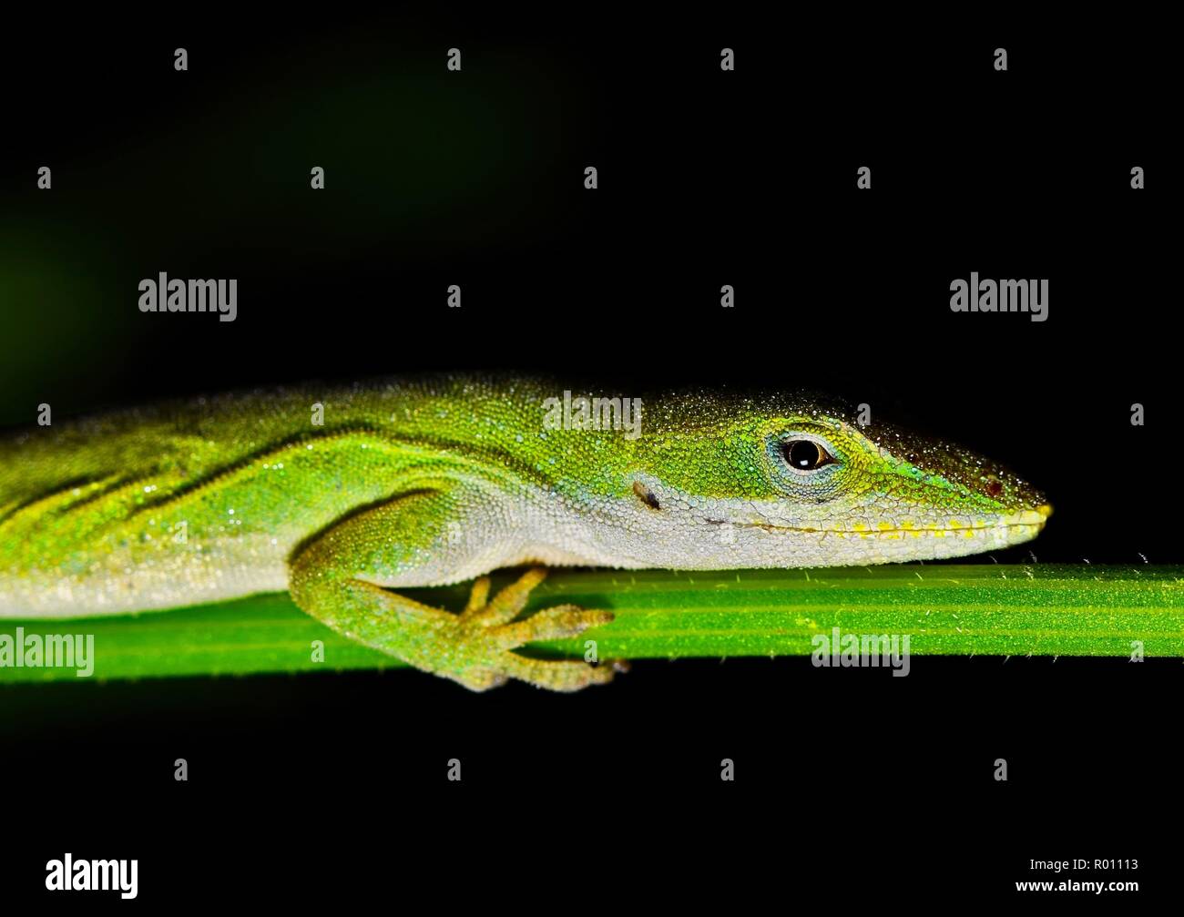 A green anole lizard (Anolis carolinensis) is lightly covered in dew as ...