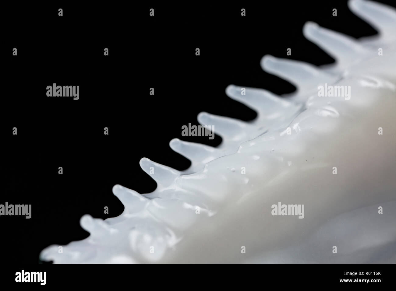 A close up picture of the hectocotylus arm of a male Loligo vulgaris ...