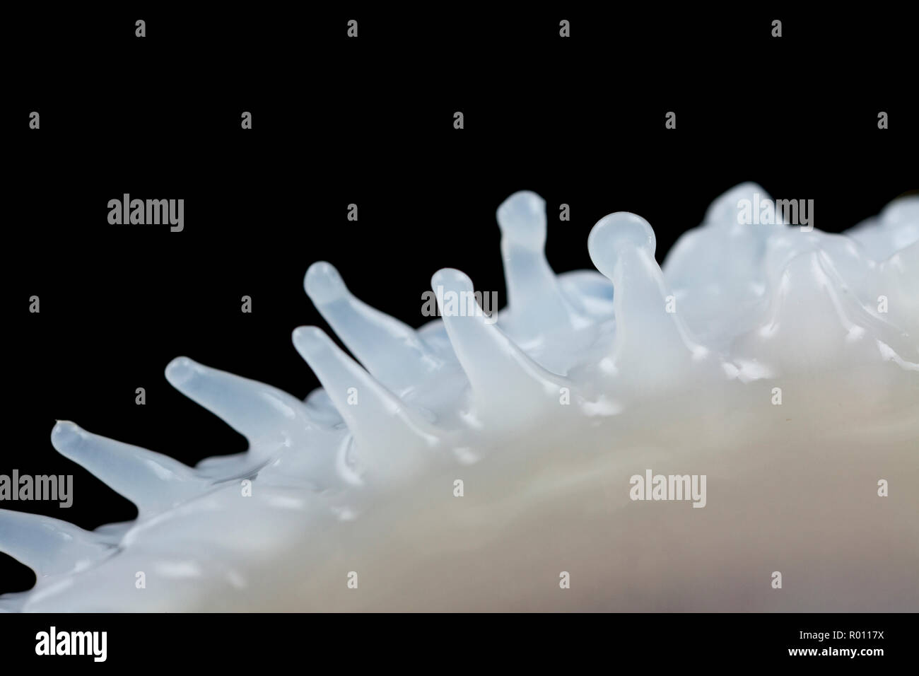 Cephalopod sperm hi-res stock photography and images - Alamy