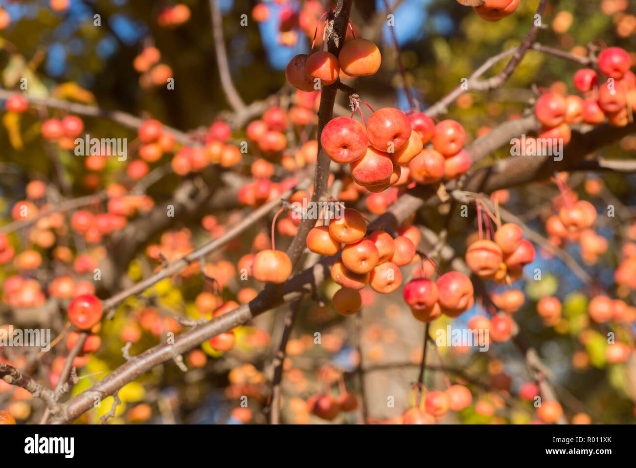 Malus small red fruits hi-res stock photography and images - Alamy