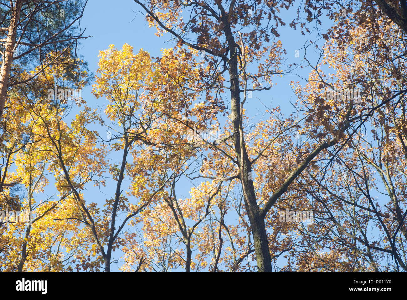 autumn oak tree branches against blue sky on sunny day Stock Photo - Alamy
