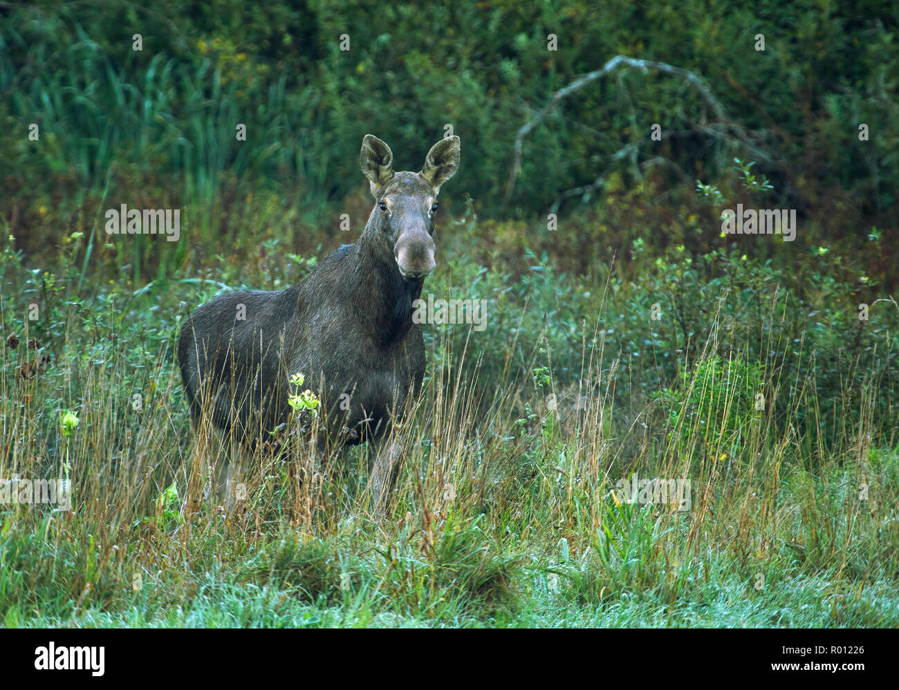 Elk poland hi-res stock photography and images - Alamy
