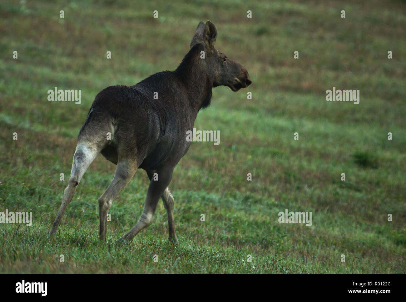 Elk poland hi-res stock photography and images - Alamy