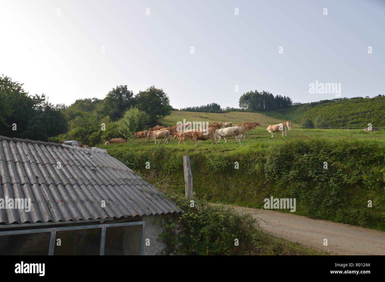 Galician sheep hi-res stock photography and images - Alamy