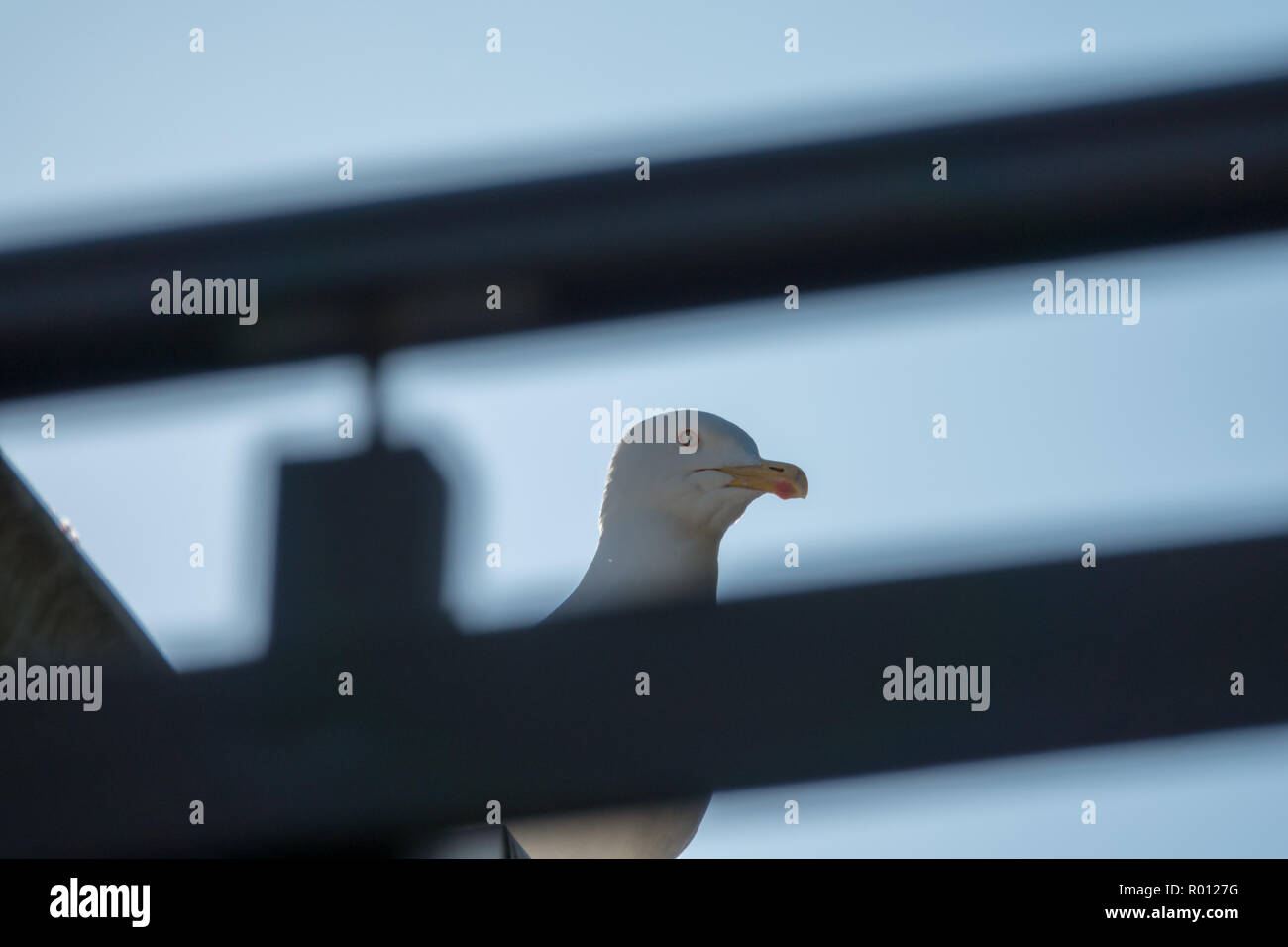 Gull eye hi-res stock photography and images - Alamy