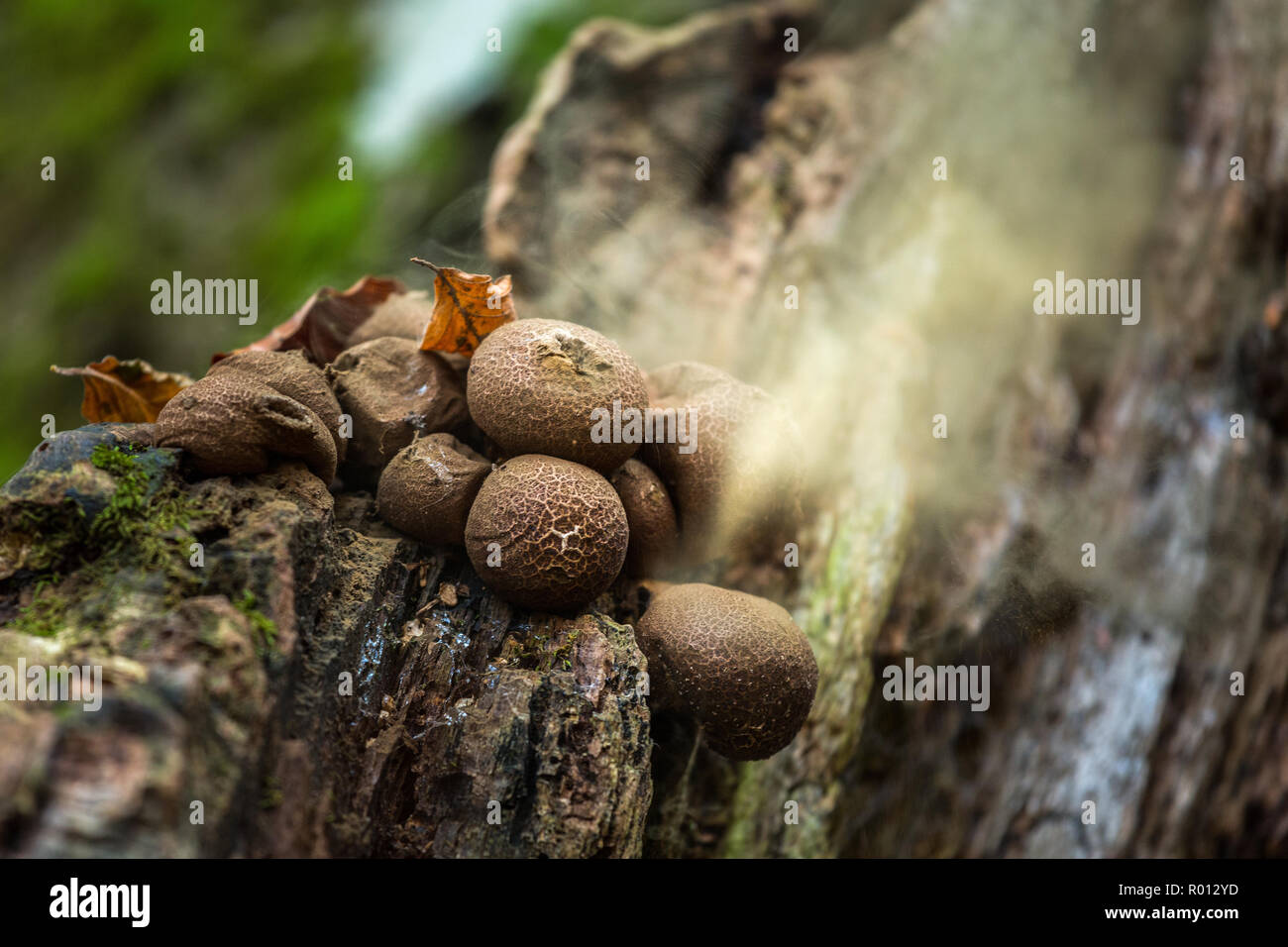 Puffballs Spores