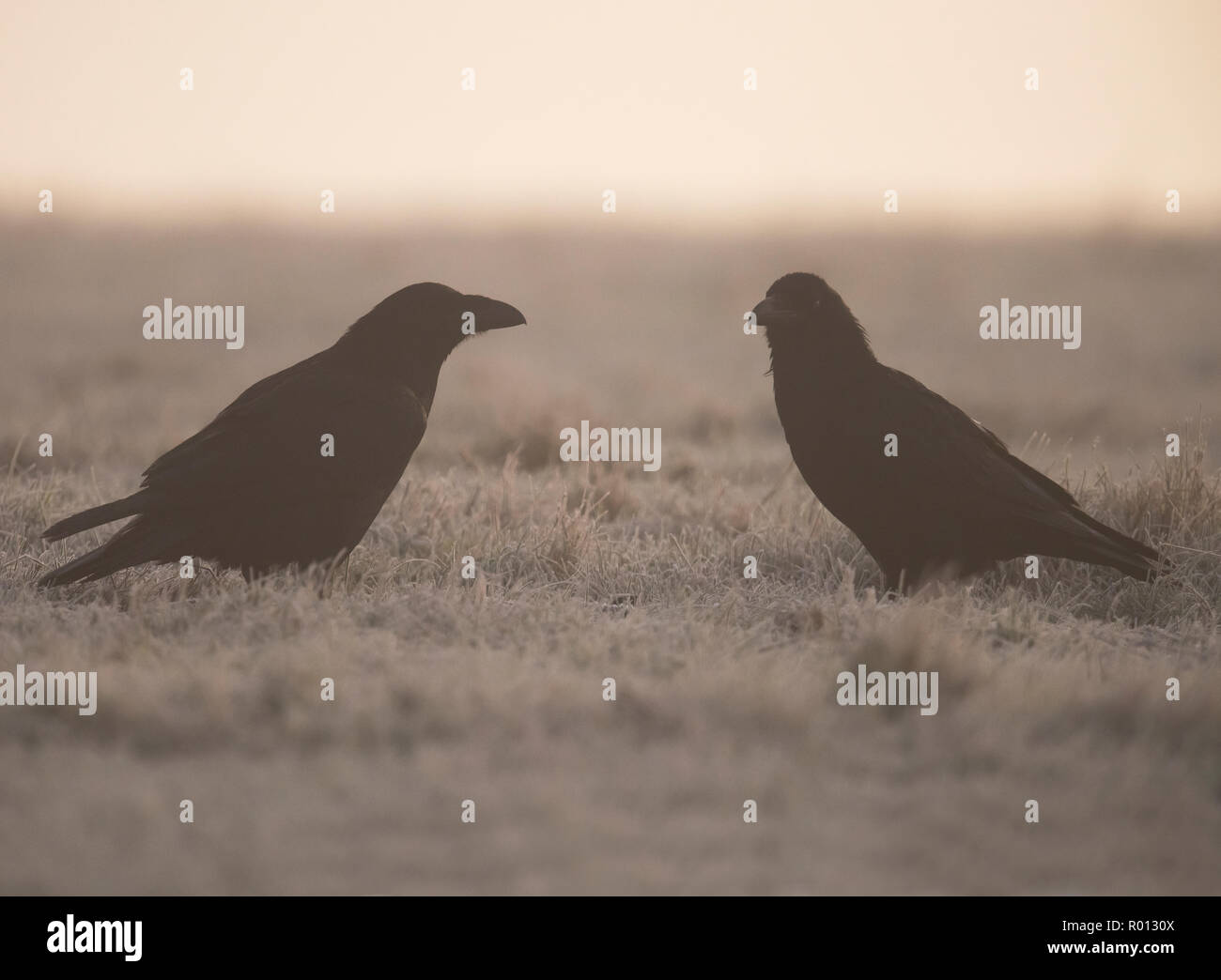 Raven pair hi-res stock photography and images - Alamy