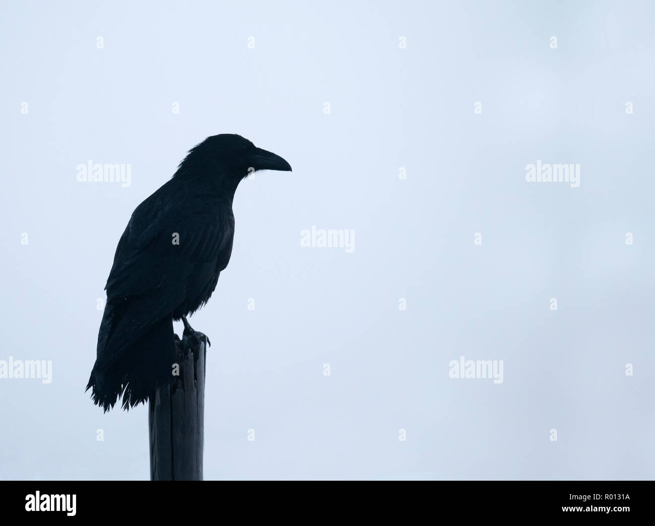 Raven bird silhouette hi-res stock photography and images - Alamy