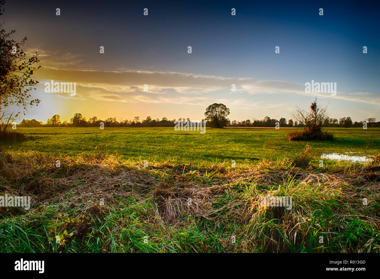 Sunset illuminating the meadow Stock Photo - Alamy