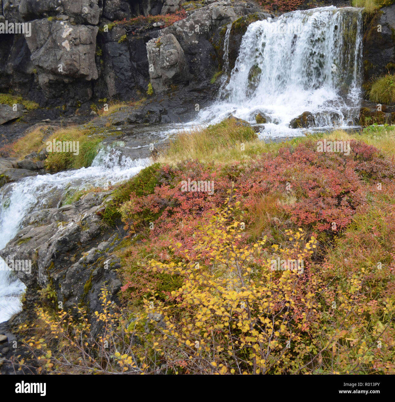 Bushes in the foreground hi-res stock photography and images - Alamy