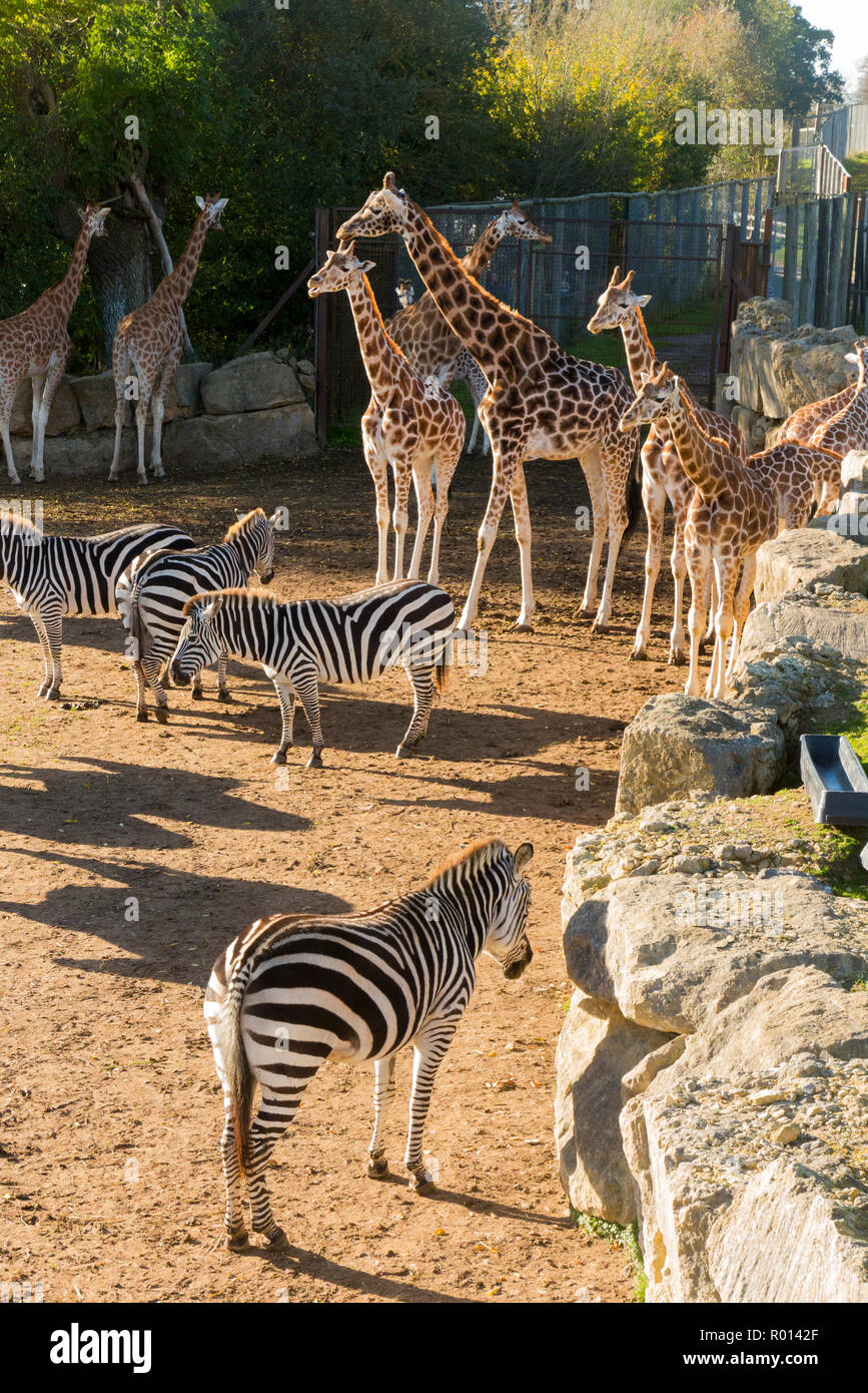 Zebras and giraffes in their reserve / enclosure at Longleat Safari ...