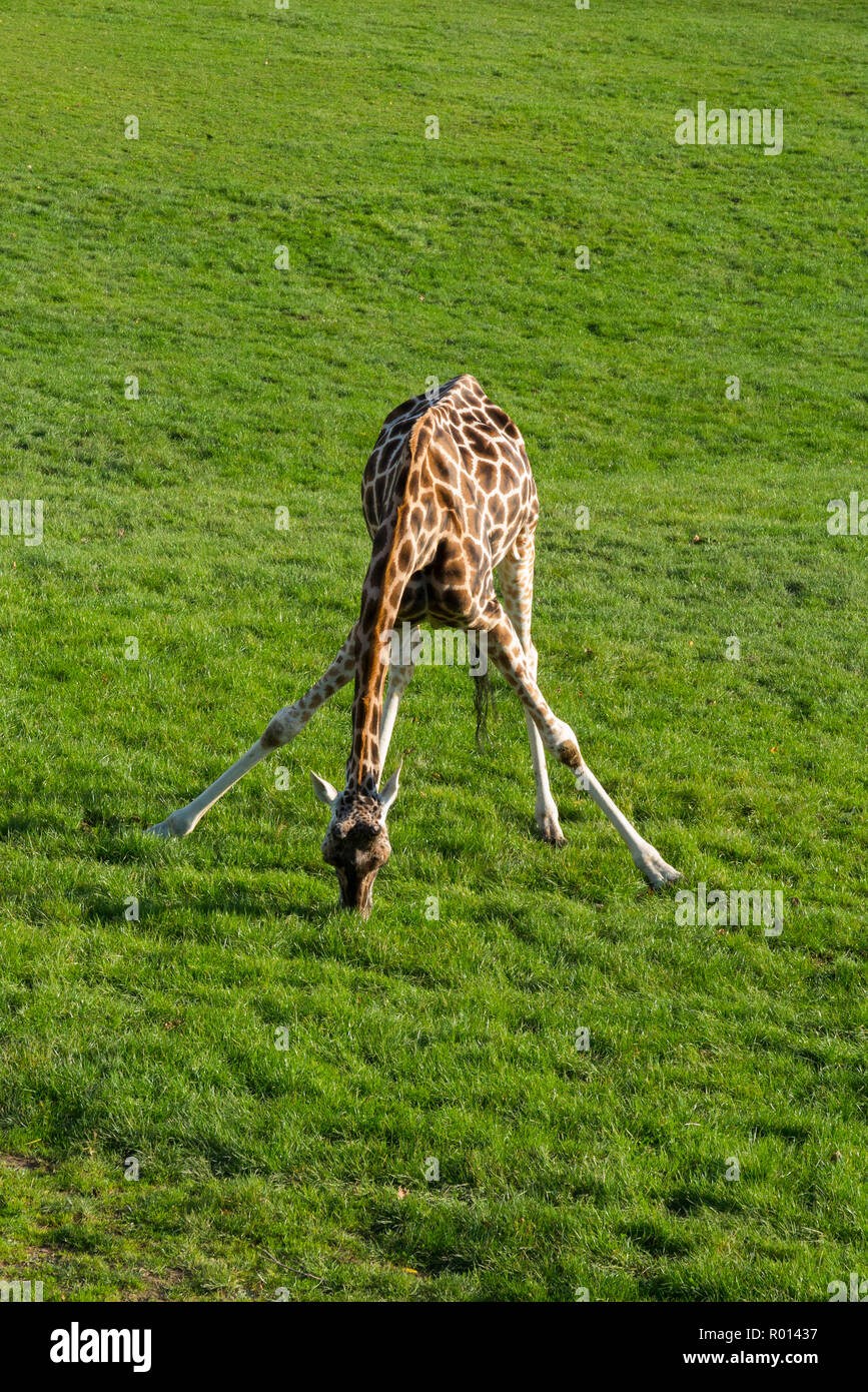 Giraffe longleat safari park hi-res stock photography and images - Alamy