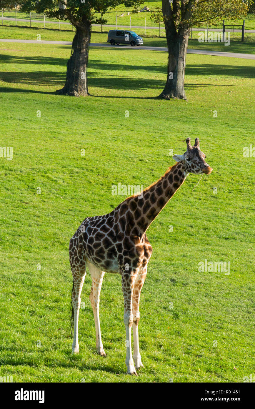 Young giraffe standing while grazing on the fresh autumn grass at ...