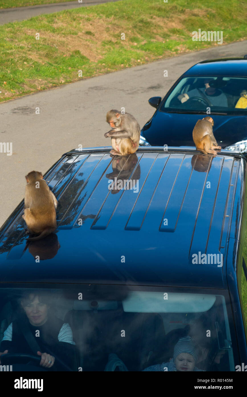 Longleat safari park car hi-res stock photography and images - Alamy