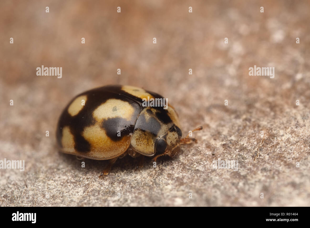 10 spot ladybird hi-res stock photography and images - Alamy