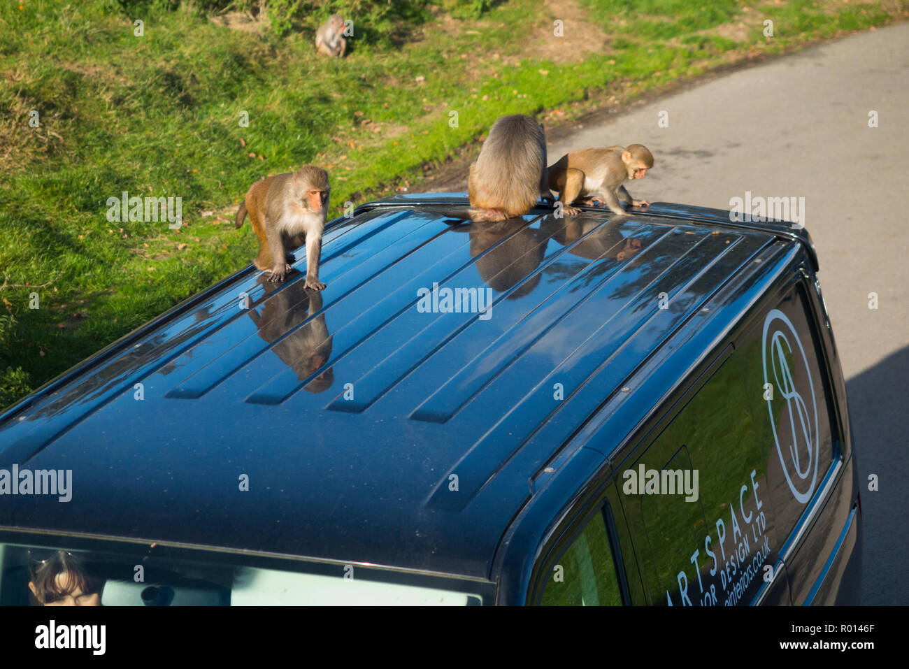 Driving through the Monkey Jungle enclosure at Longleat Safari Park ...