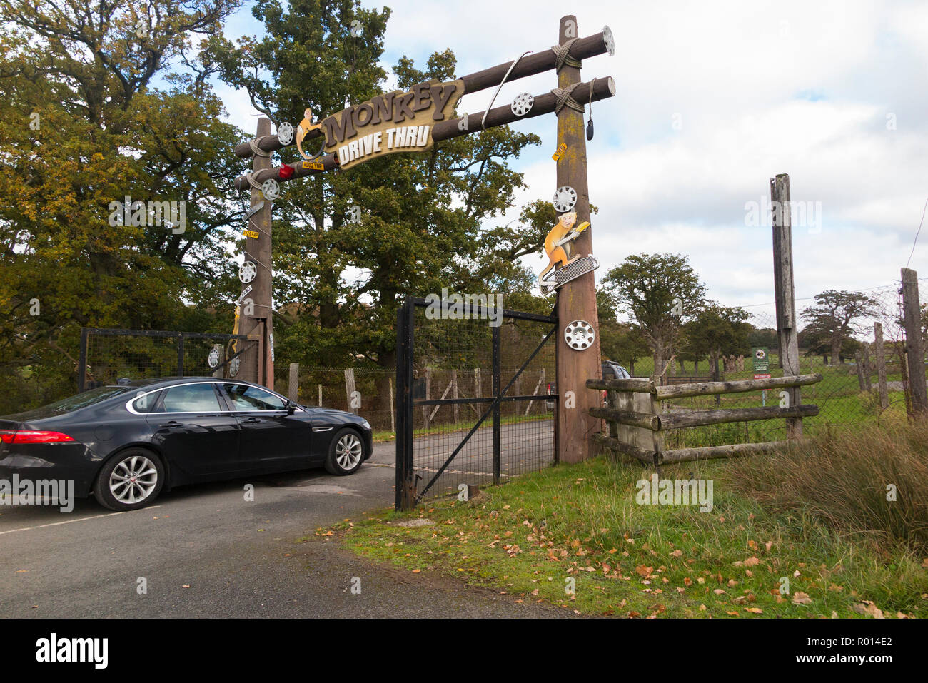 Monkey drive thru longleat safari hi-res stock photography and images ...