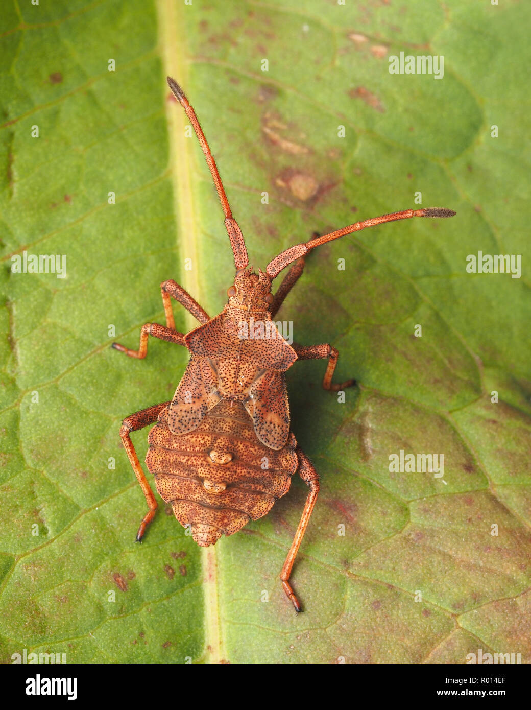 Dorsal view of Dock Bug nymph (Coreus marginatus) sitting on dock leaf ...