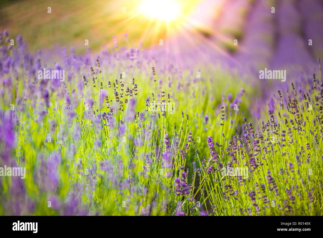 Beautiful closeup of lavender flowers in sunshine. Summer flowers and ...