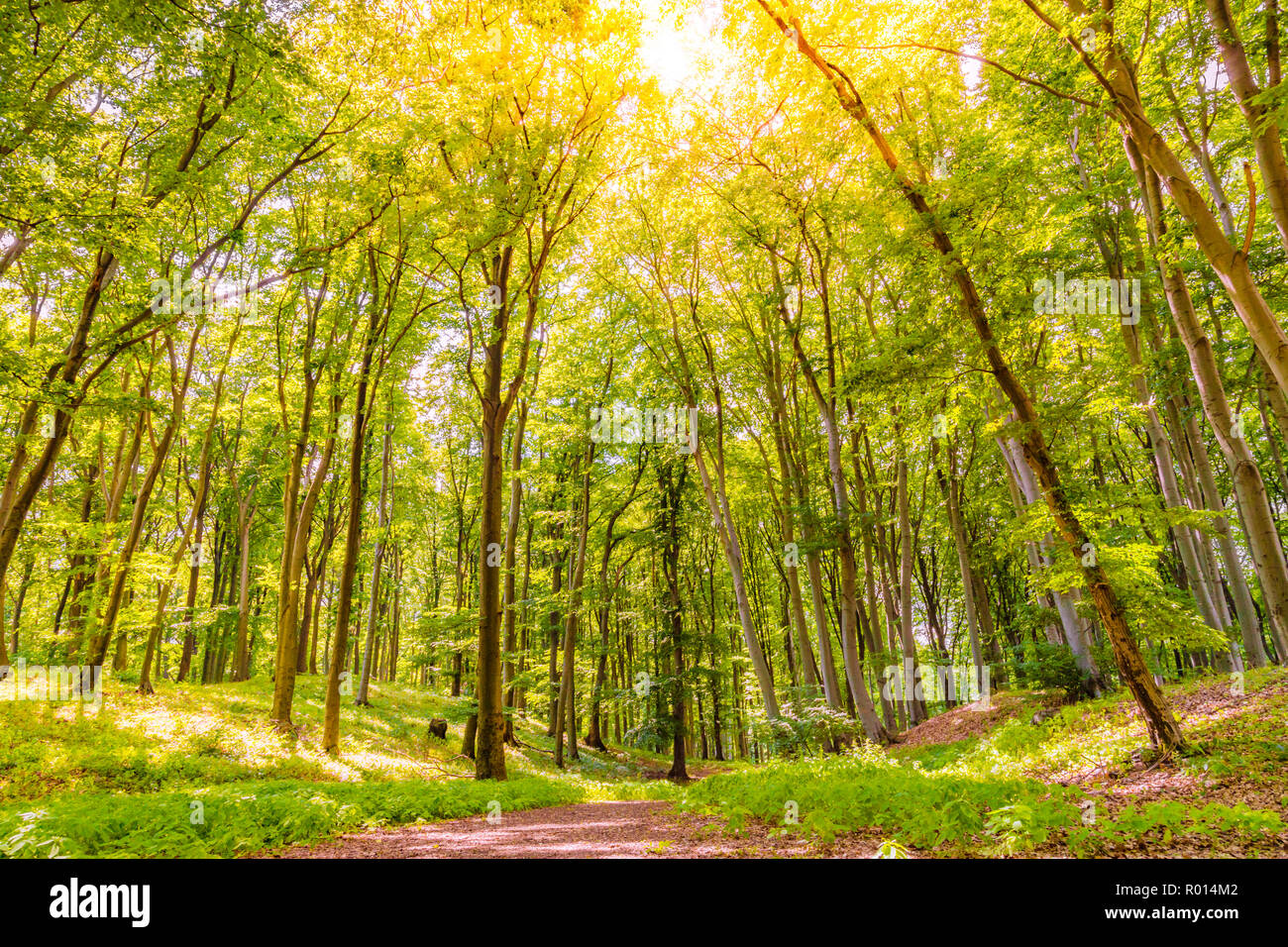 Beautiful green tree forest, pathway and relaxing mood. Sunny day, sun ...
