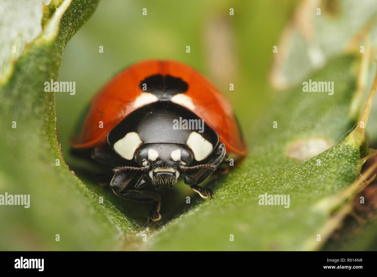 Coccinella 7 punctata leaf hi-res stock photography and images - Alamy