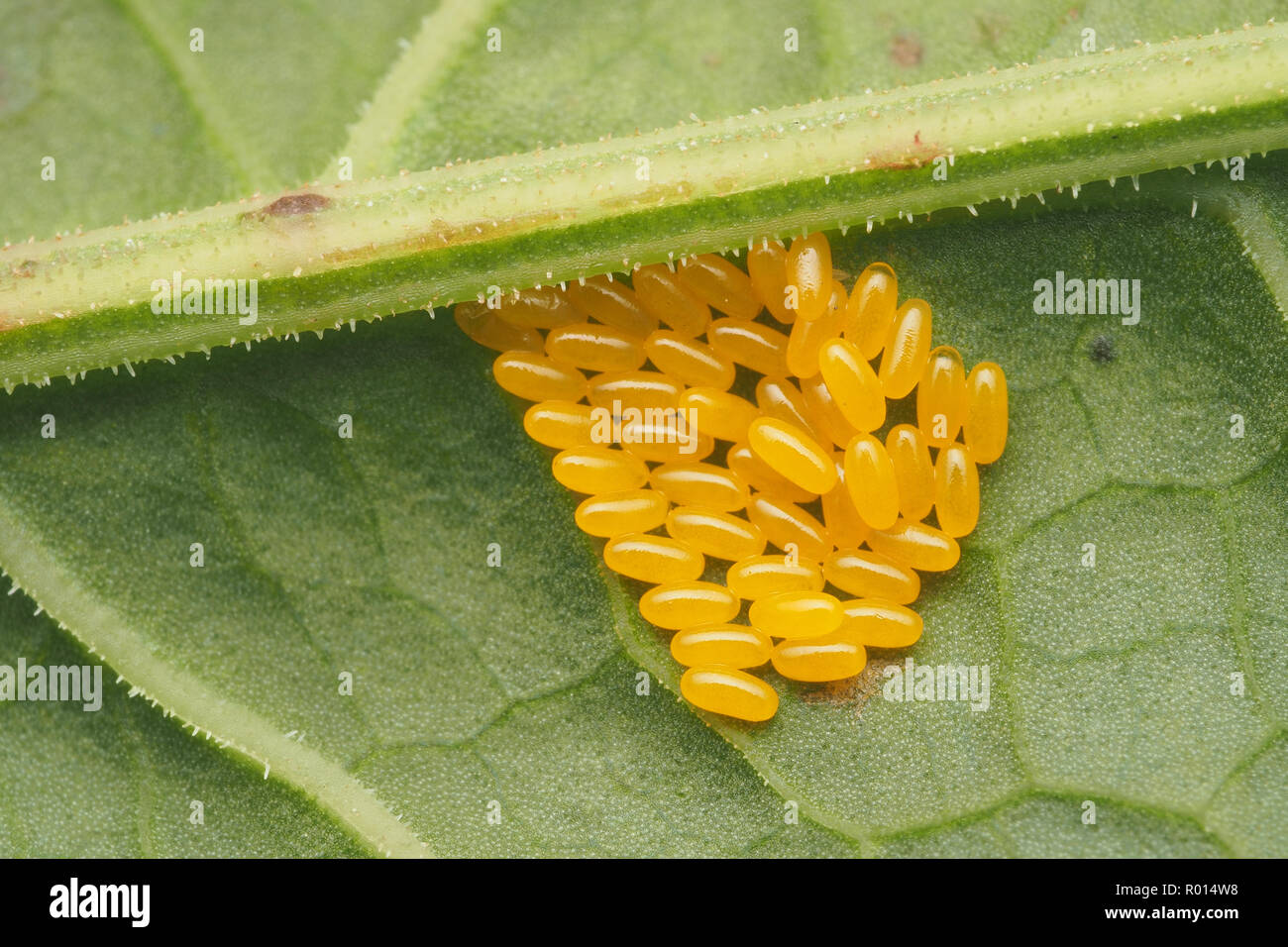 Yellow Aphid Eggs