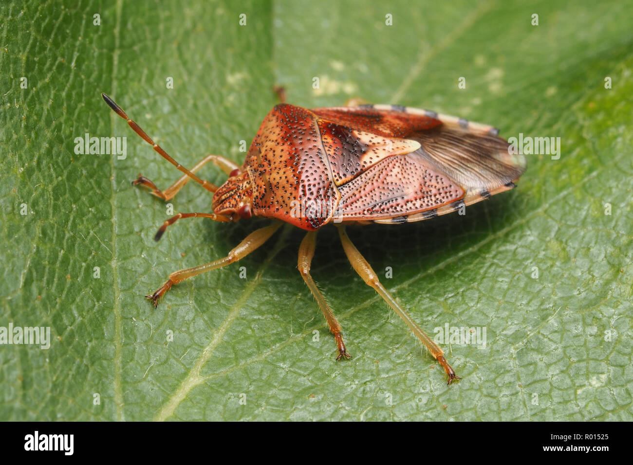 Parent Bug (Elasmucha grisea) resting on birch leaf. Tipperary, Ireland ...