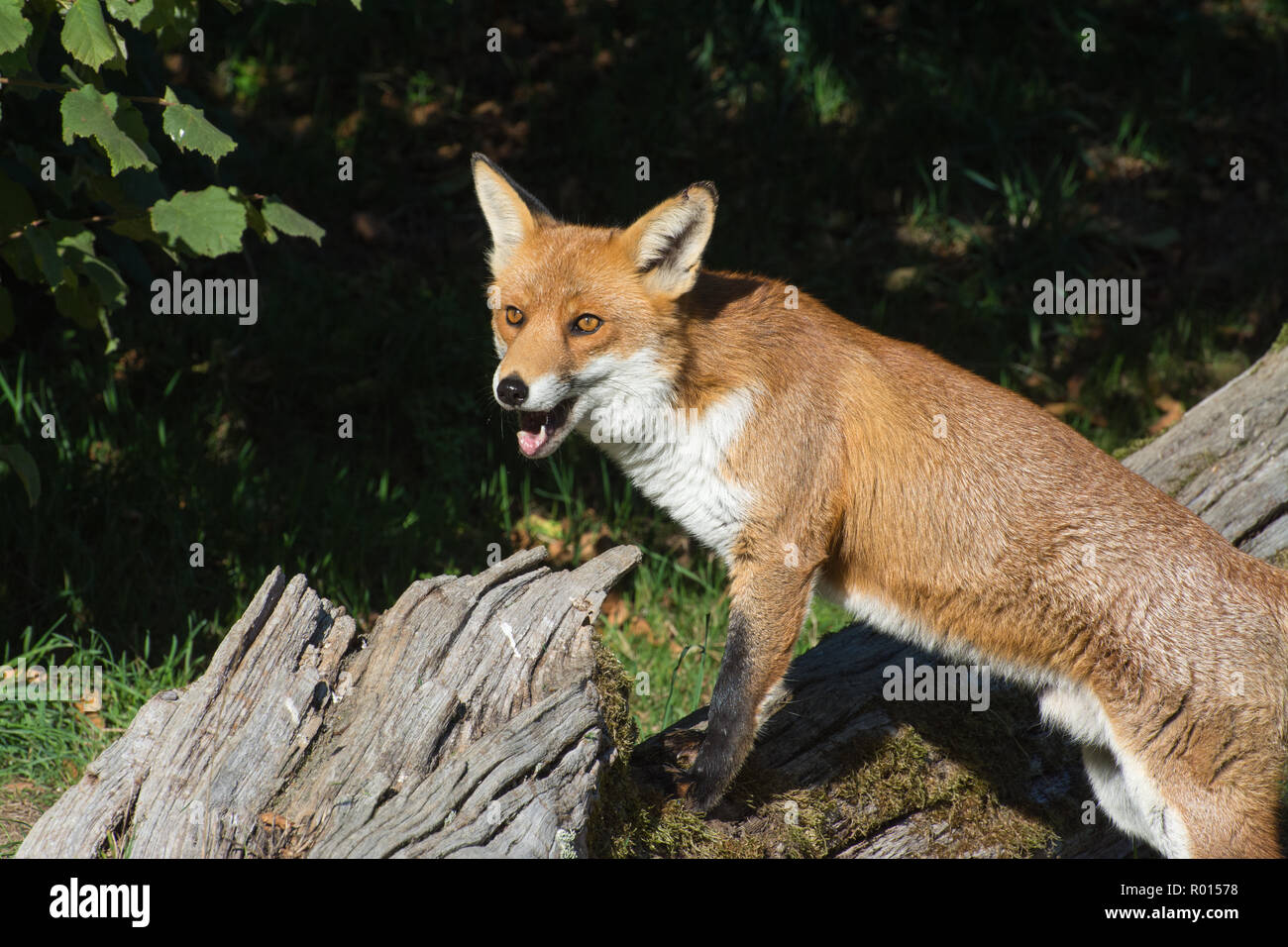 Red Fox Habitat High Resolution Stock Photography and Images - Alamy