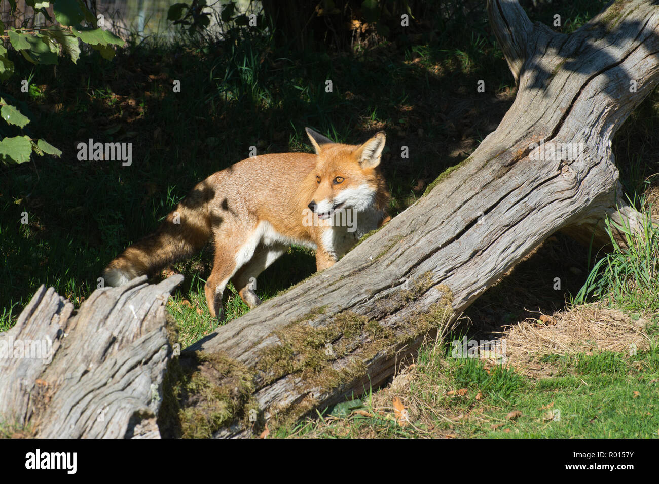 Red fox (Vulpes Vulpes) in countryside habitat, UK Stock Photo - Alamy