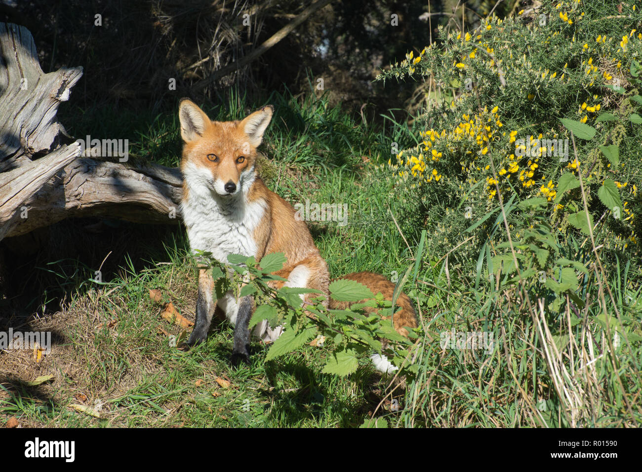 Fox habitat hi-res stock photography and images - Alamy