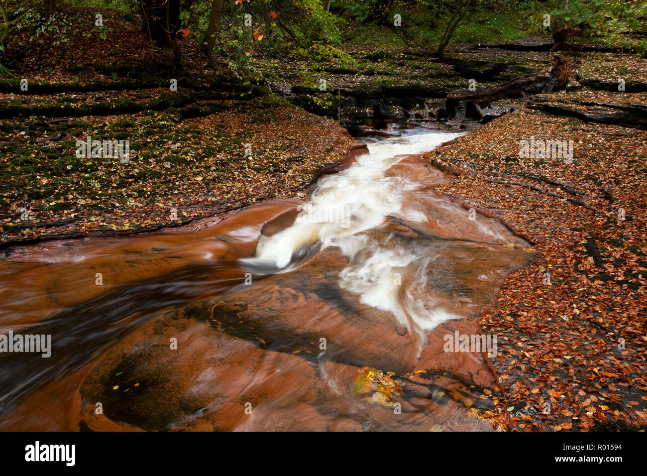 River Gelt in Gelt Woods, Cumbria, UK Stock Photo - Alamy
