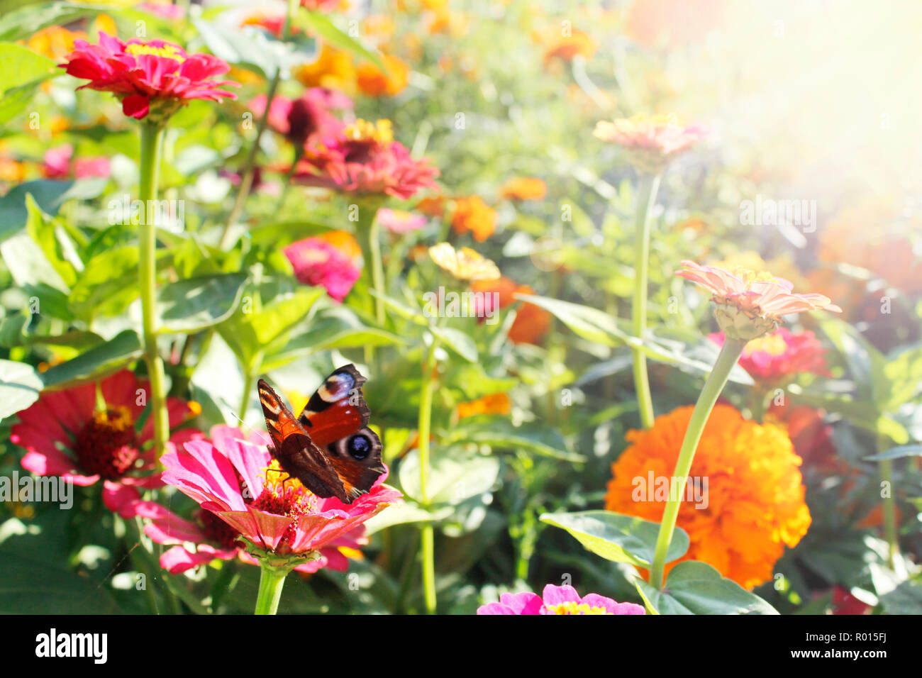 Butterfly position hi-res stock photography and images - Alamy
