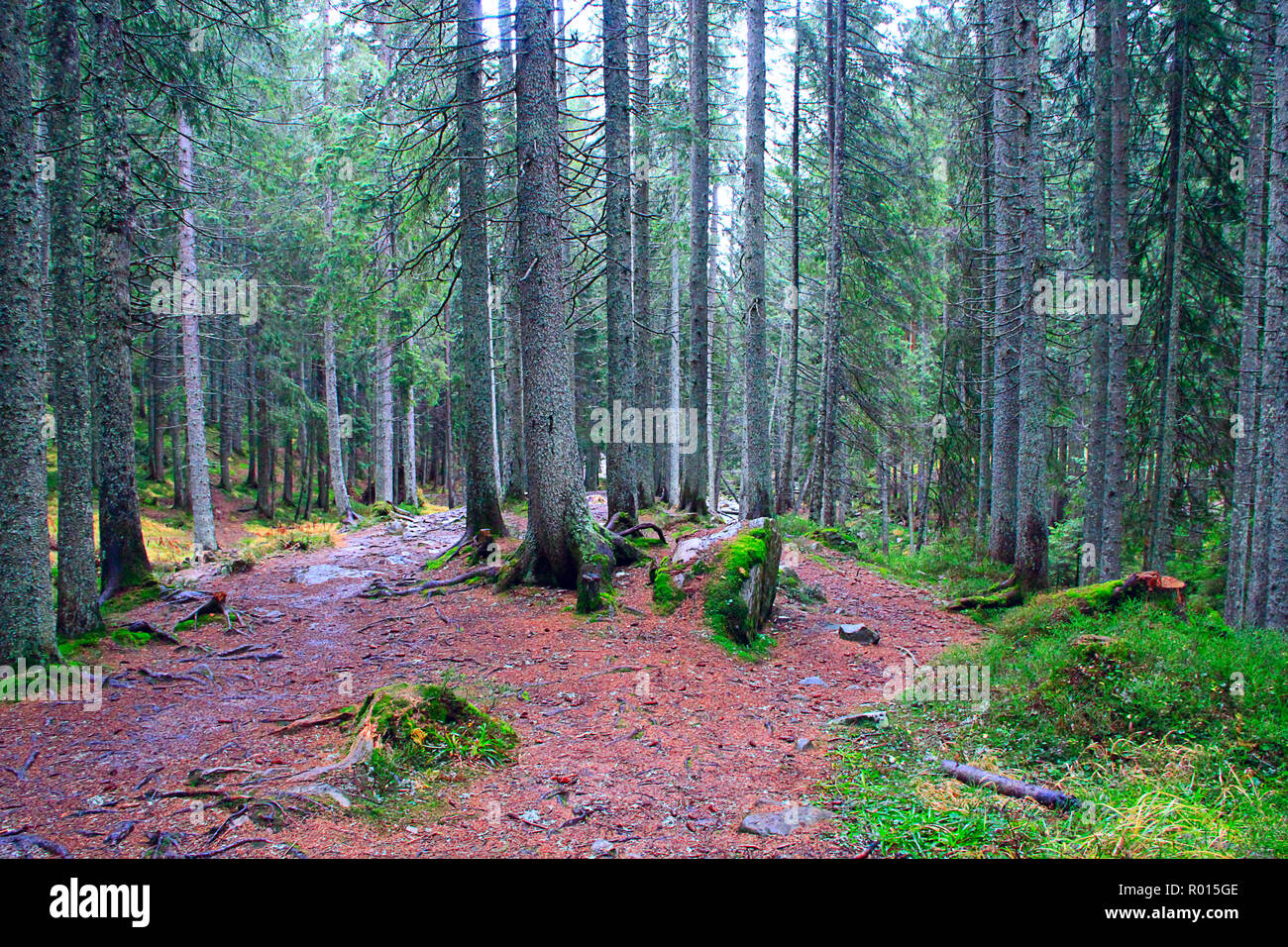 Wild green dense forest with high fir-trees on slope. Coniferous forest ...