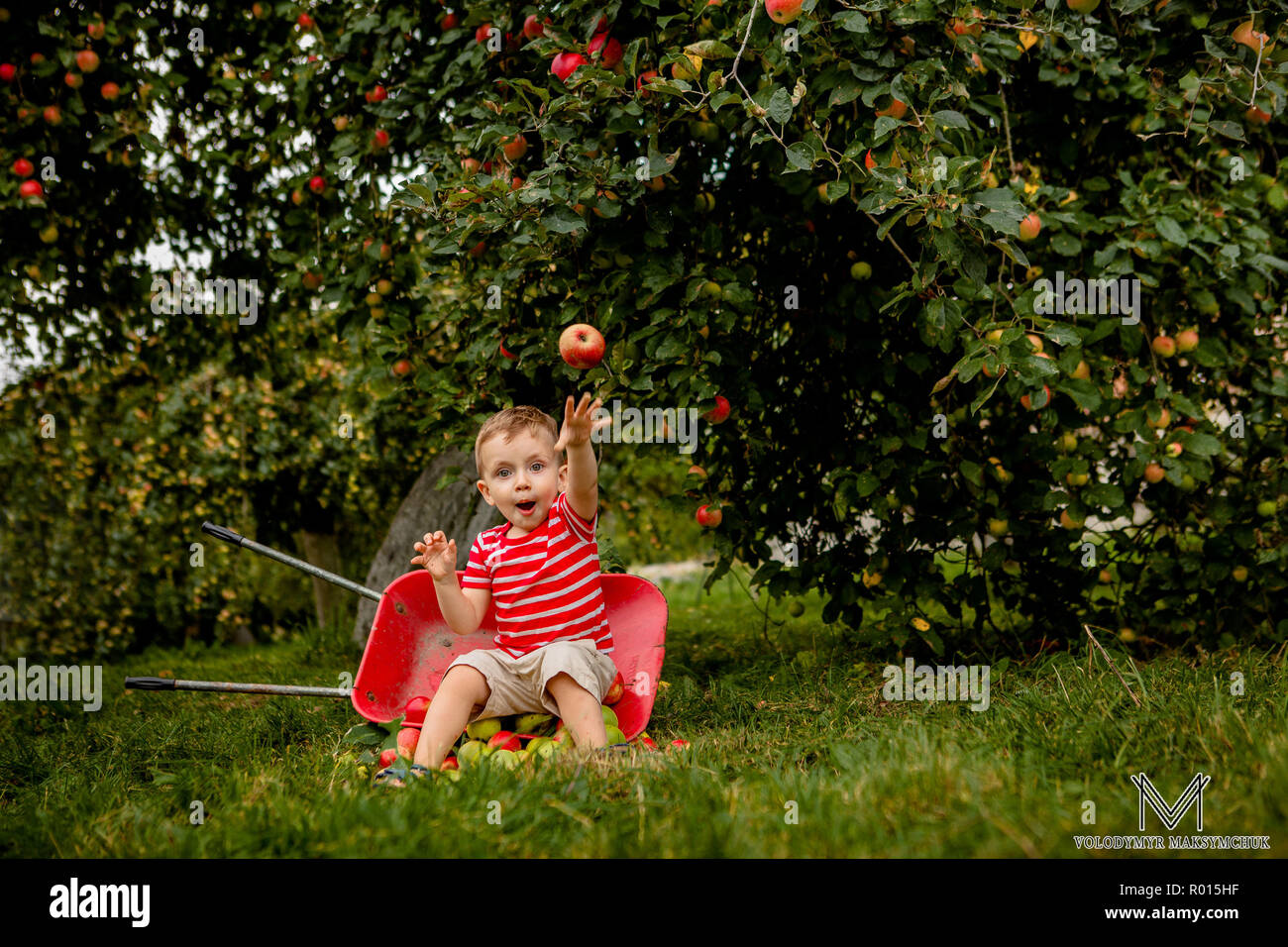 Child picking apples on a farm. Little boy playing in apple tree ...