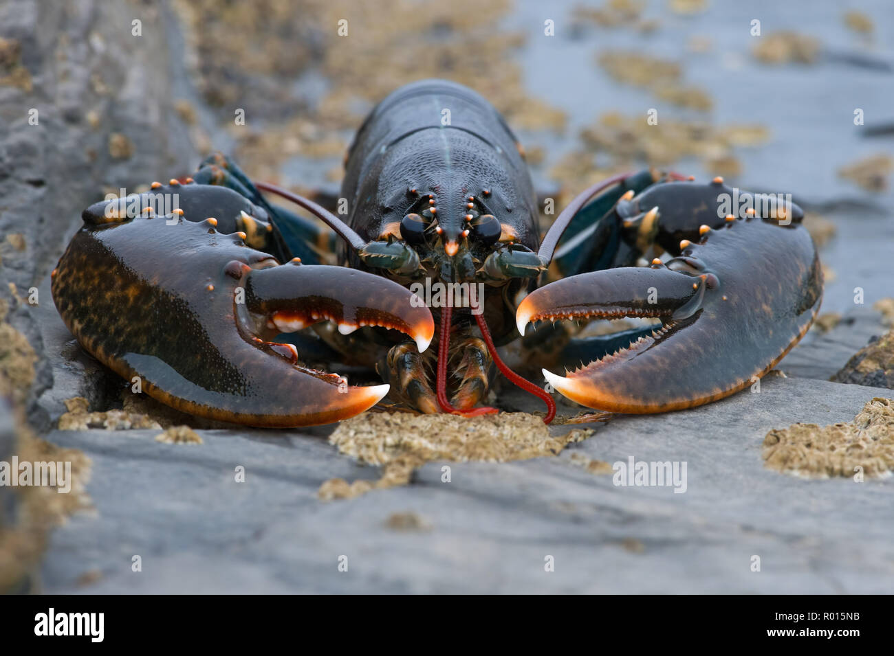 European Lobster (Homarus gammarus Stock Photo - Alamy